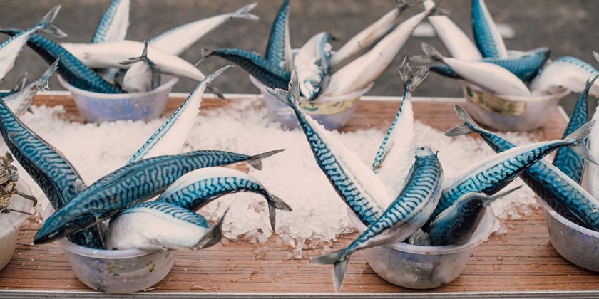 charlotte-harrison-fish-unsplash – Детали